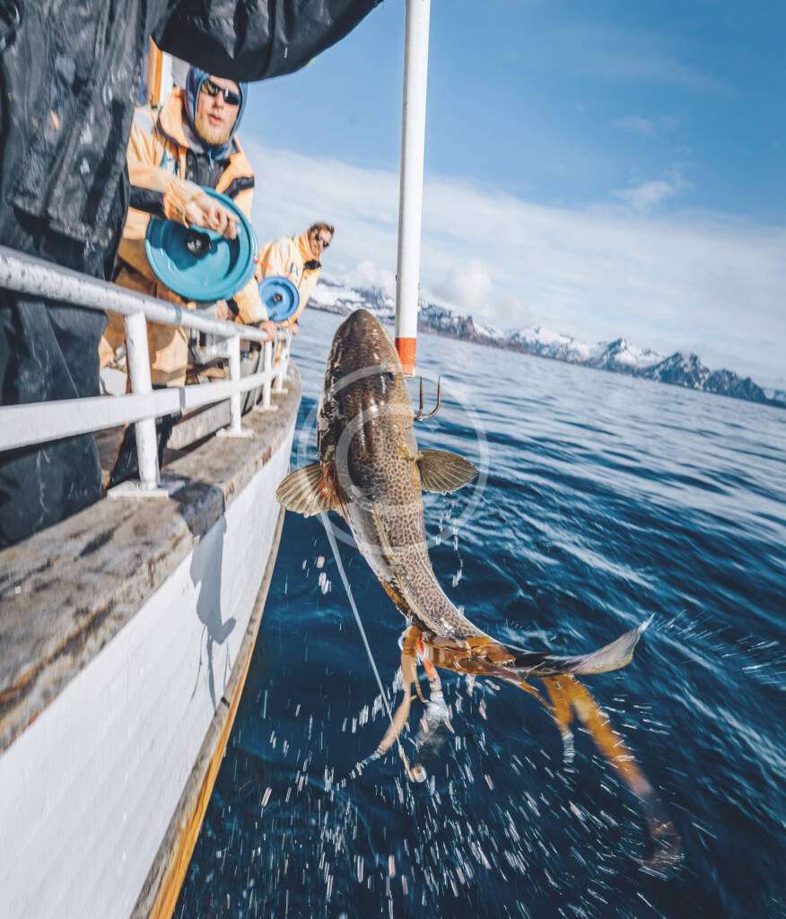 Tuna Steak – Srirampolymers